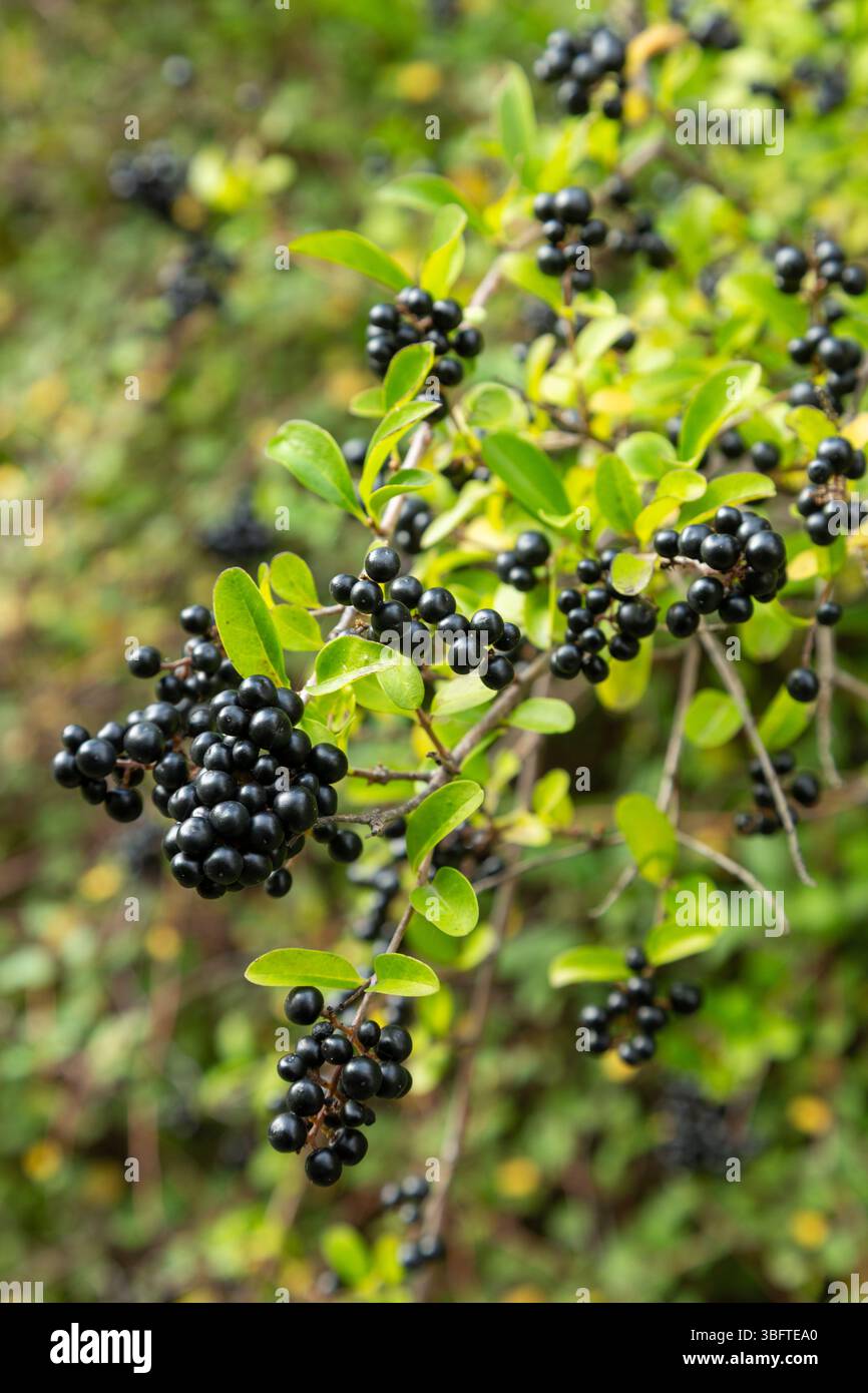 Common privet (Ligustrum vulgare), also known as Wild privet is an ...