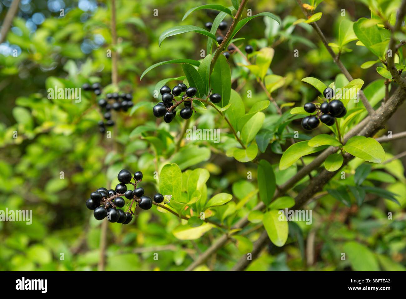 Common privet (Ligustrum vulgare), also known as Wild privet is an ...