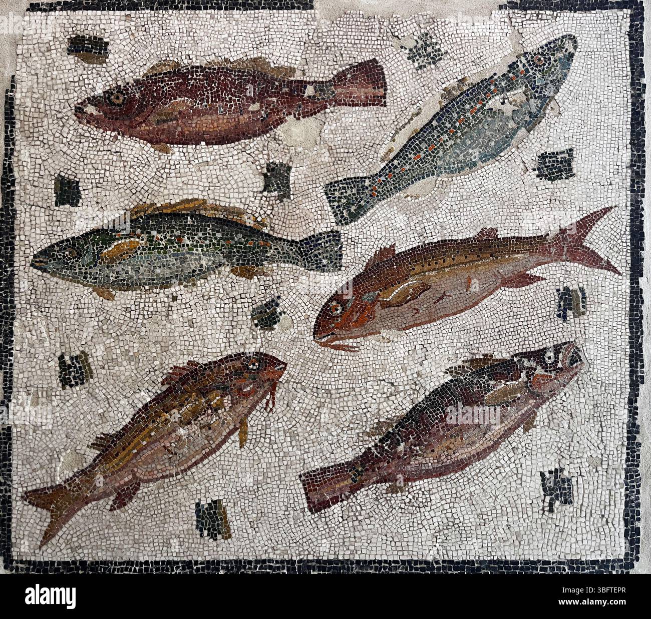 Palazzo Massimo, Rome - Ancient Roman Mosaic floor, fish, fishes, 2nd ...