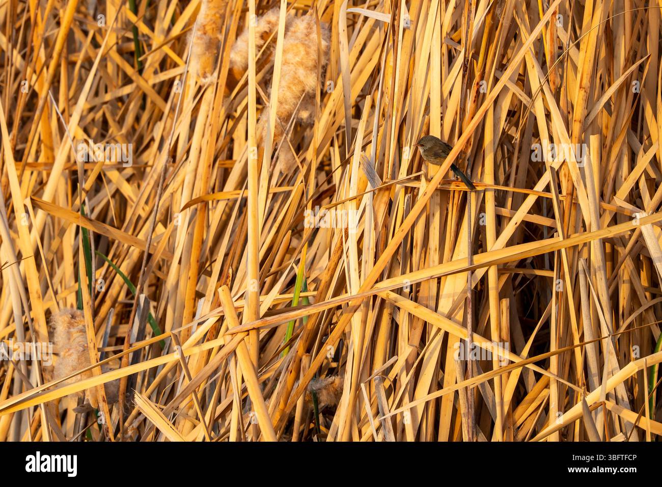 A female Superb Fairywren (Malurus cyaneus) almost hidden amongst the ...
