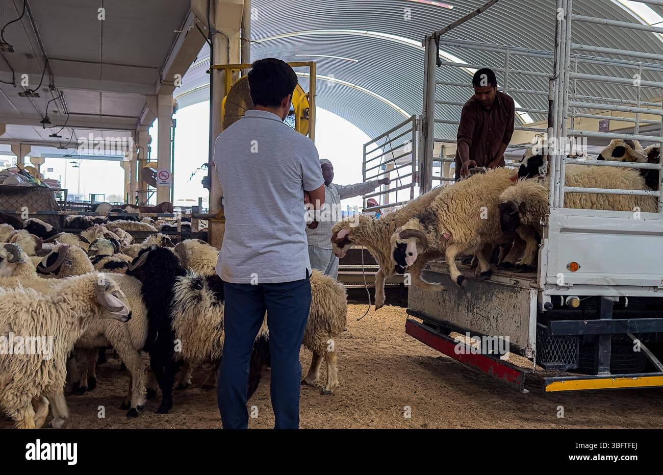 QATAR EID AL-ADHA PREPARATION 2025 Vendors unload sheep from a truck at ...