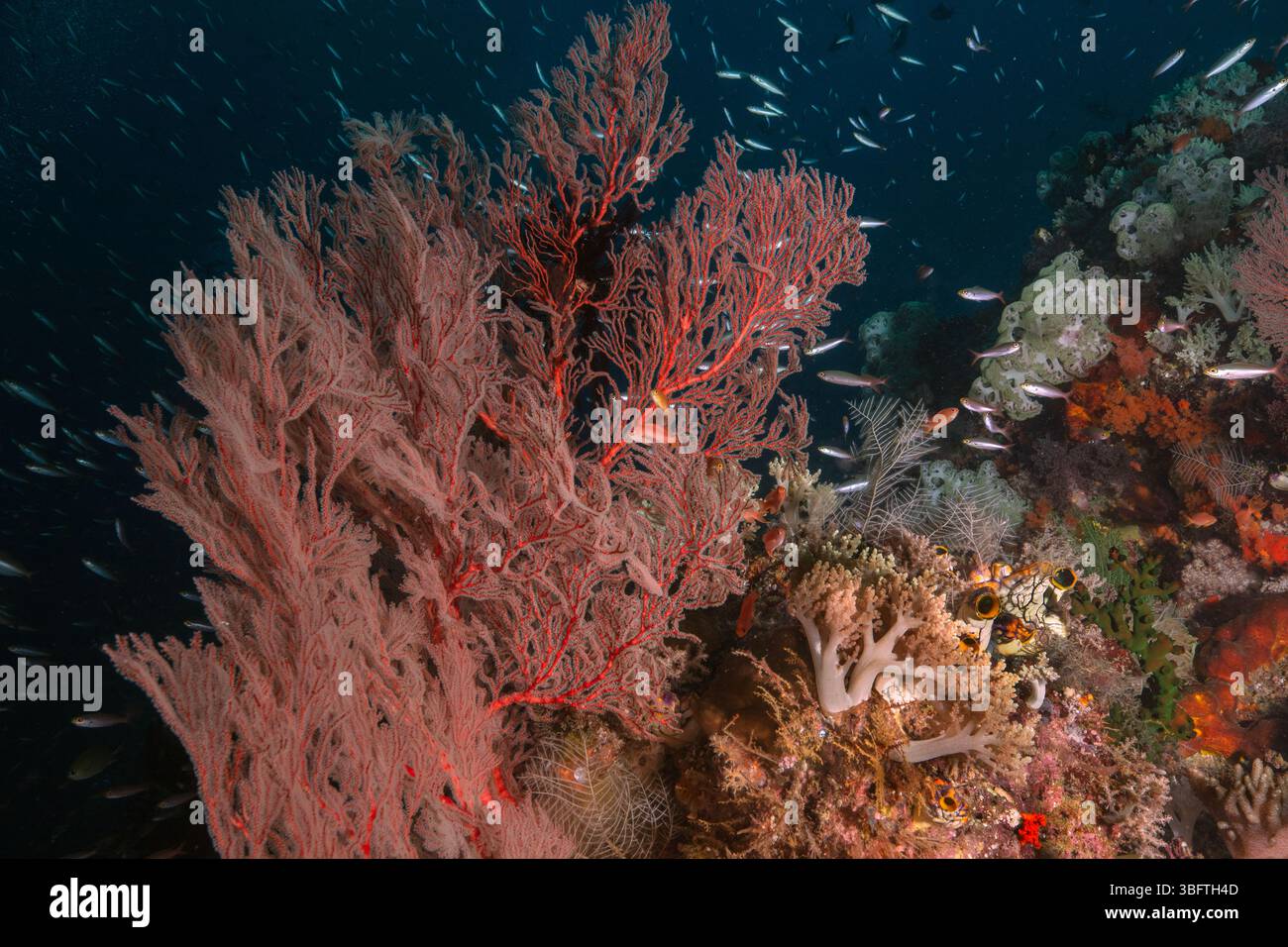 Diving in the incredibly underwater world of West Papua. West Papua ...