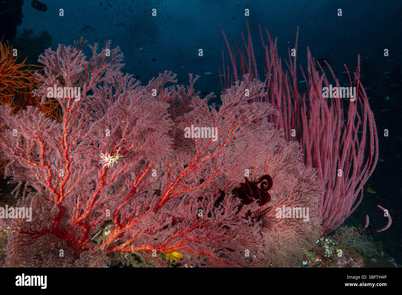 Diving in the incredibly underwater world of West Papua. West Papua ...