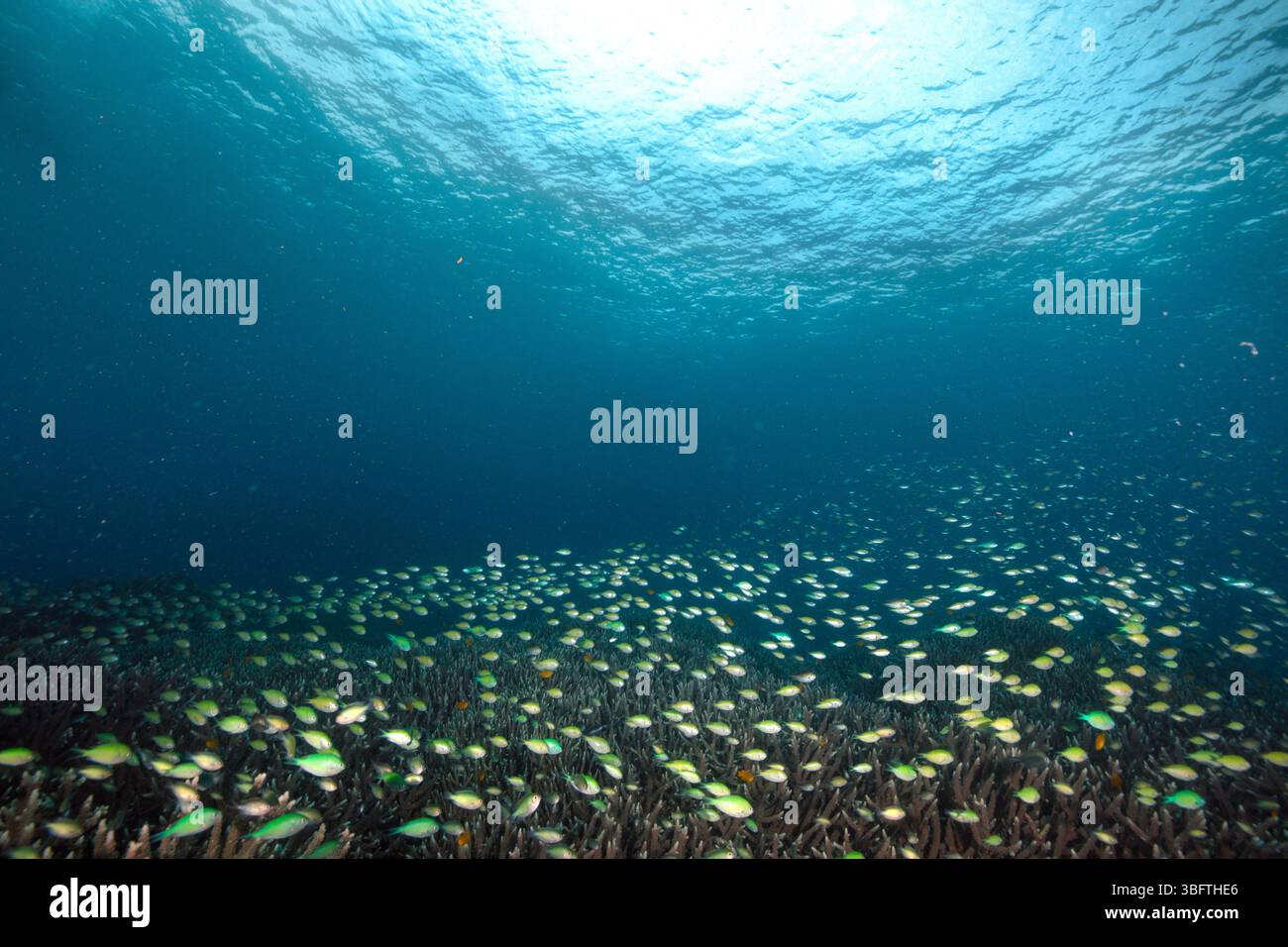 Diving in the incredibly underwater world of West Papua. West Papua ...