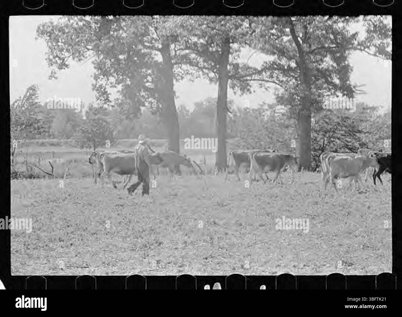 A farmer is shown moving cows from a pasture, a routine livestock ...