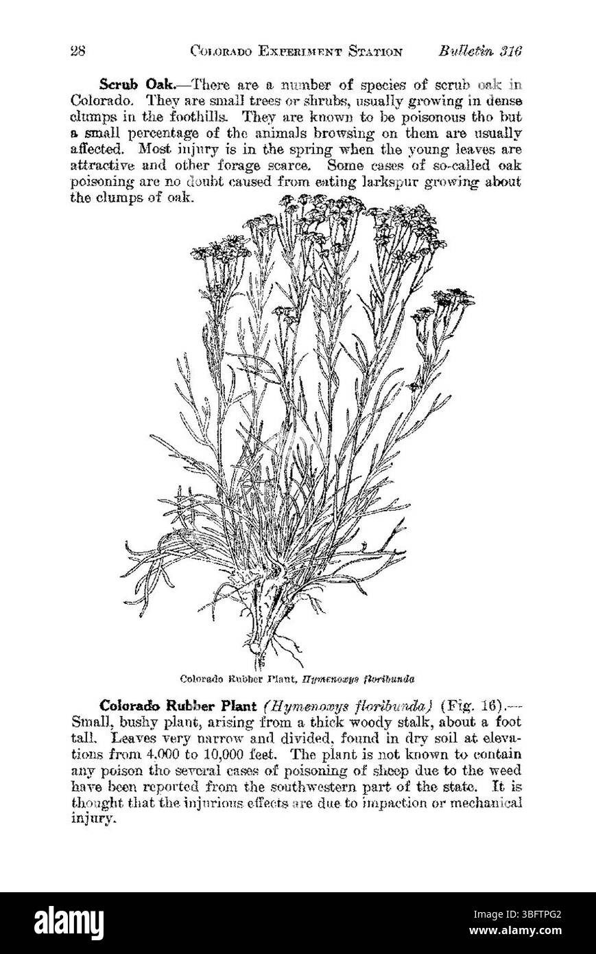 Research focuses on plants Cut Out Stock Images & Pictures - Alamy