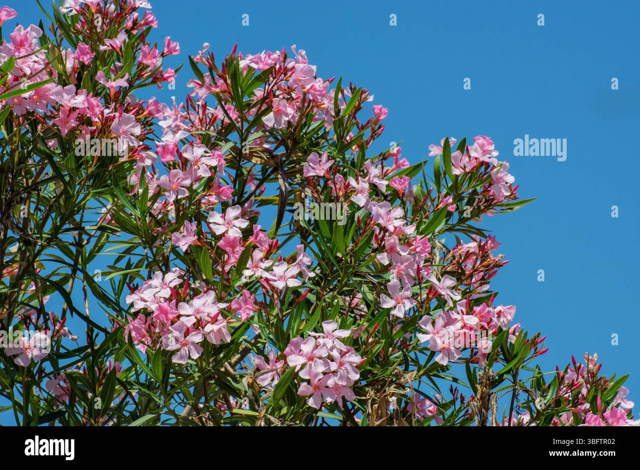 Oleander (Nerium) flower also known as rosebay. Common in the Adriatic ...