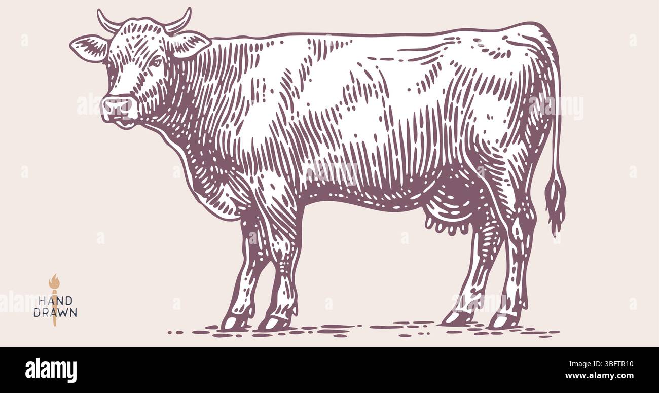 Cow, bull, beef. Retro style beef bull sketch Stock Vector Image & Art ...
