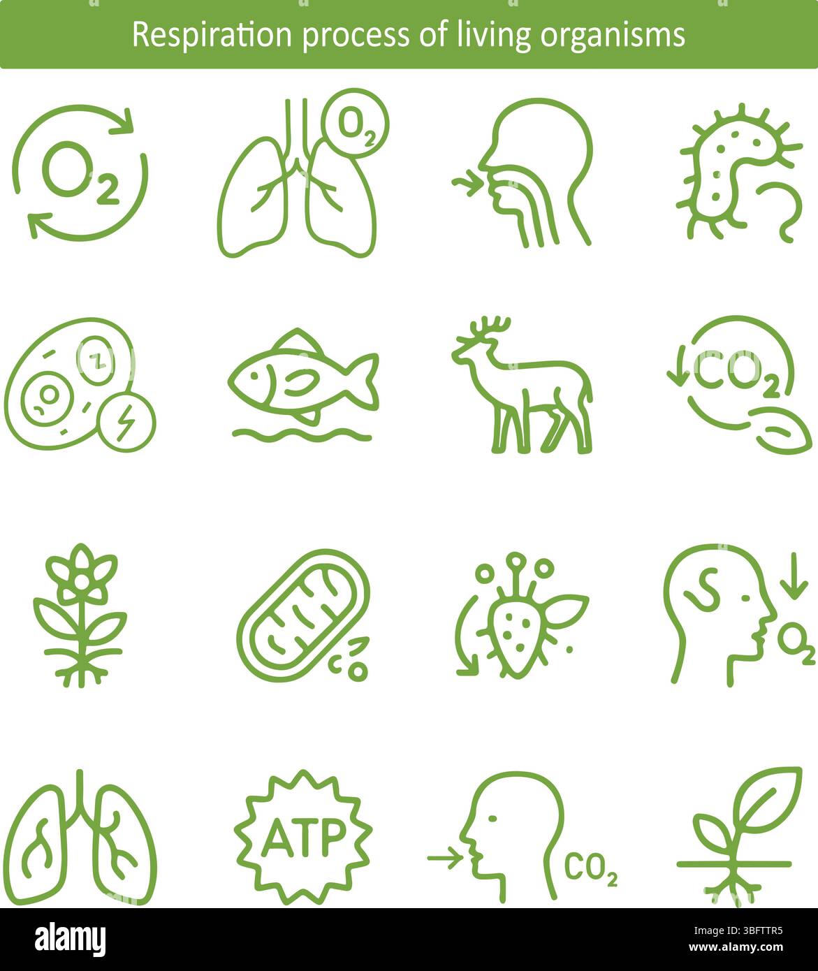 Respiration Process Icons of Living Organisms – Oxygen, CO₂, and ...