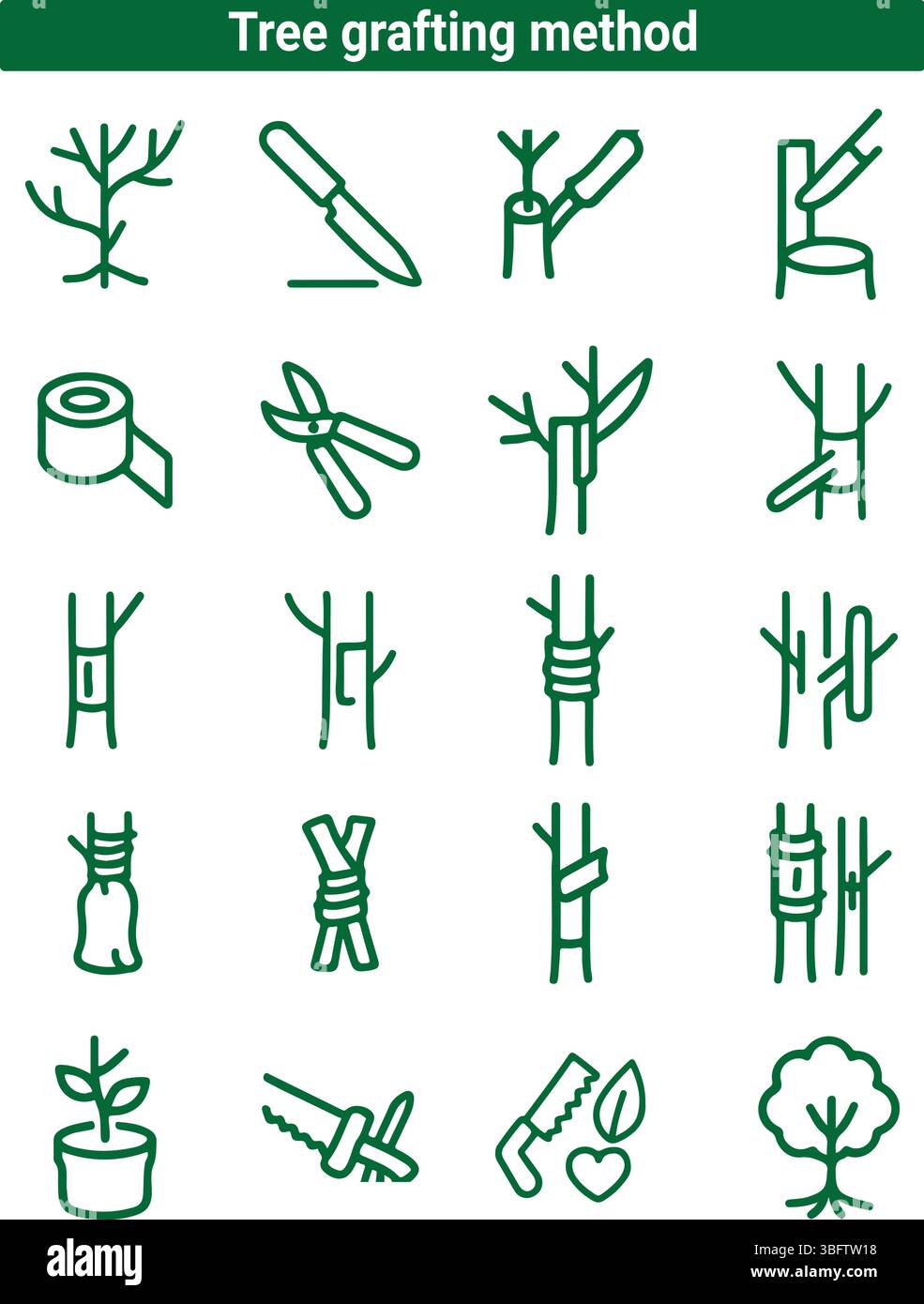 Tree Grafting Techniques Illustrated Stock Vector Image & Art - Alamy