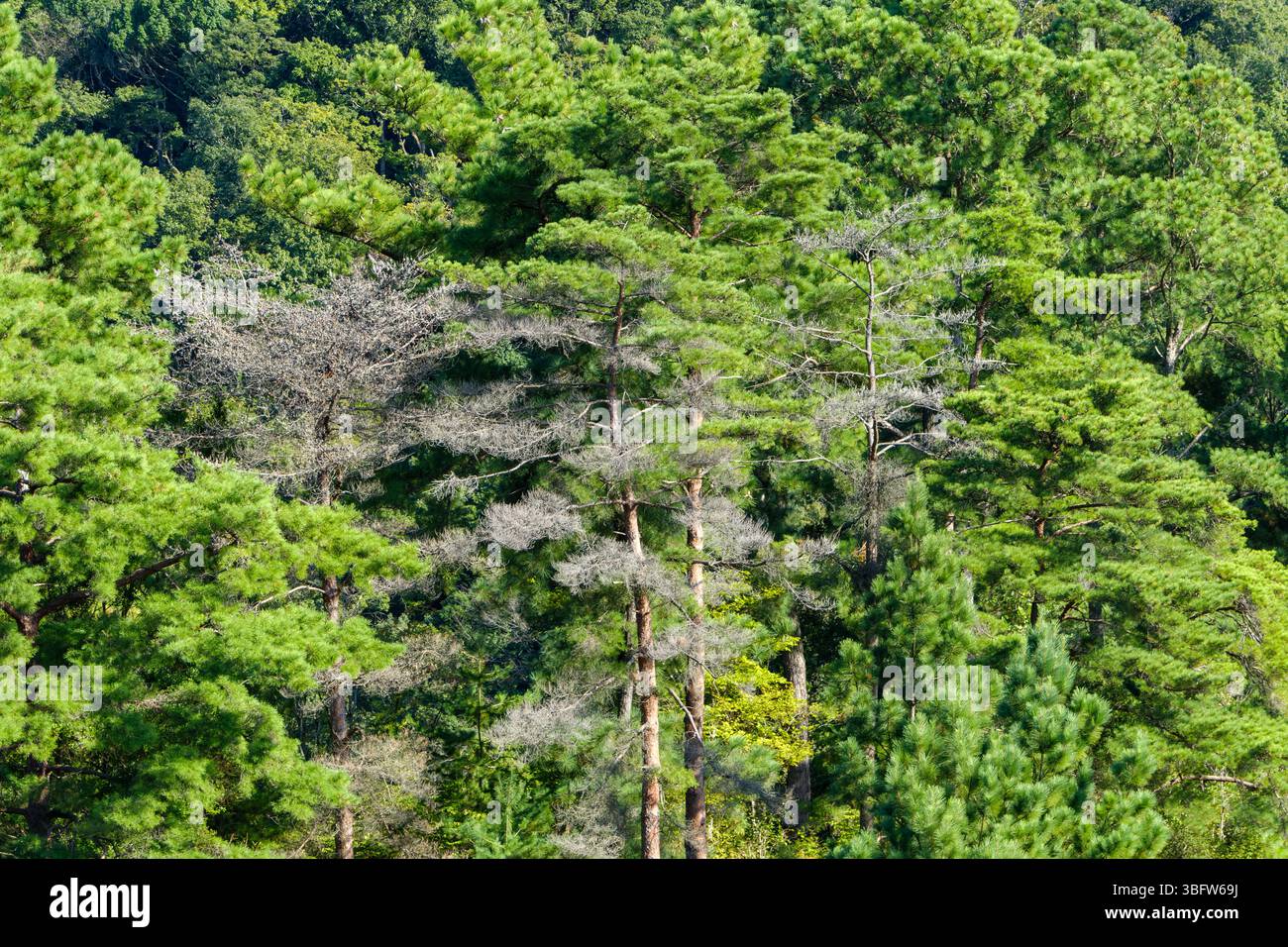 Dense evergreen tree hi-res stock photography and images - Alamy