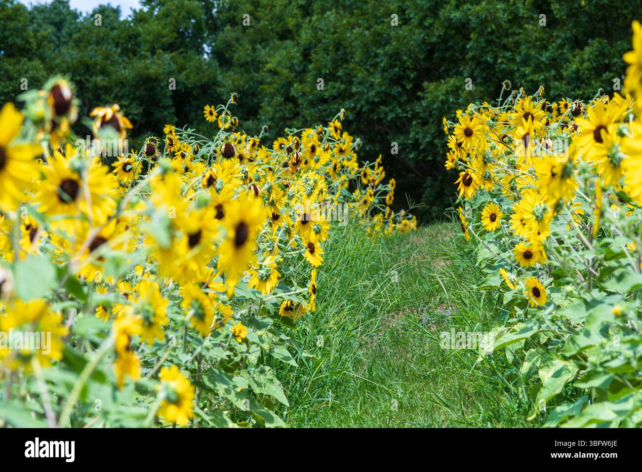 Rural path through sunflower hi-res stock photography and images - Alamy