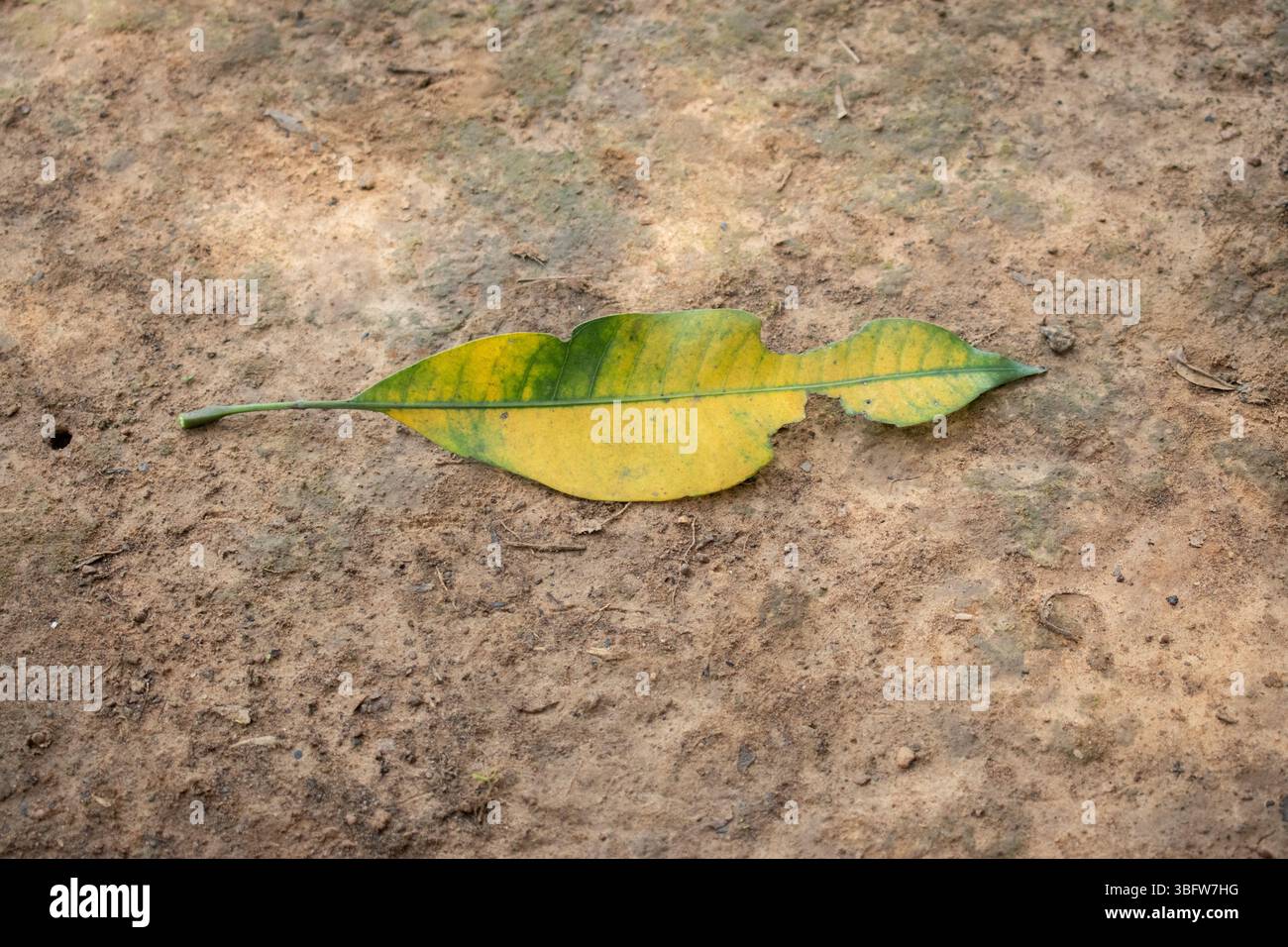 A yellowing mango leaf rests on the earthy ground, capturing the quiet ...
