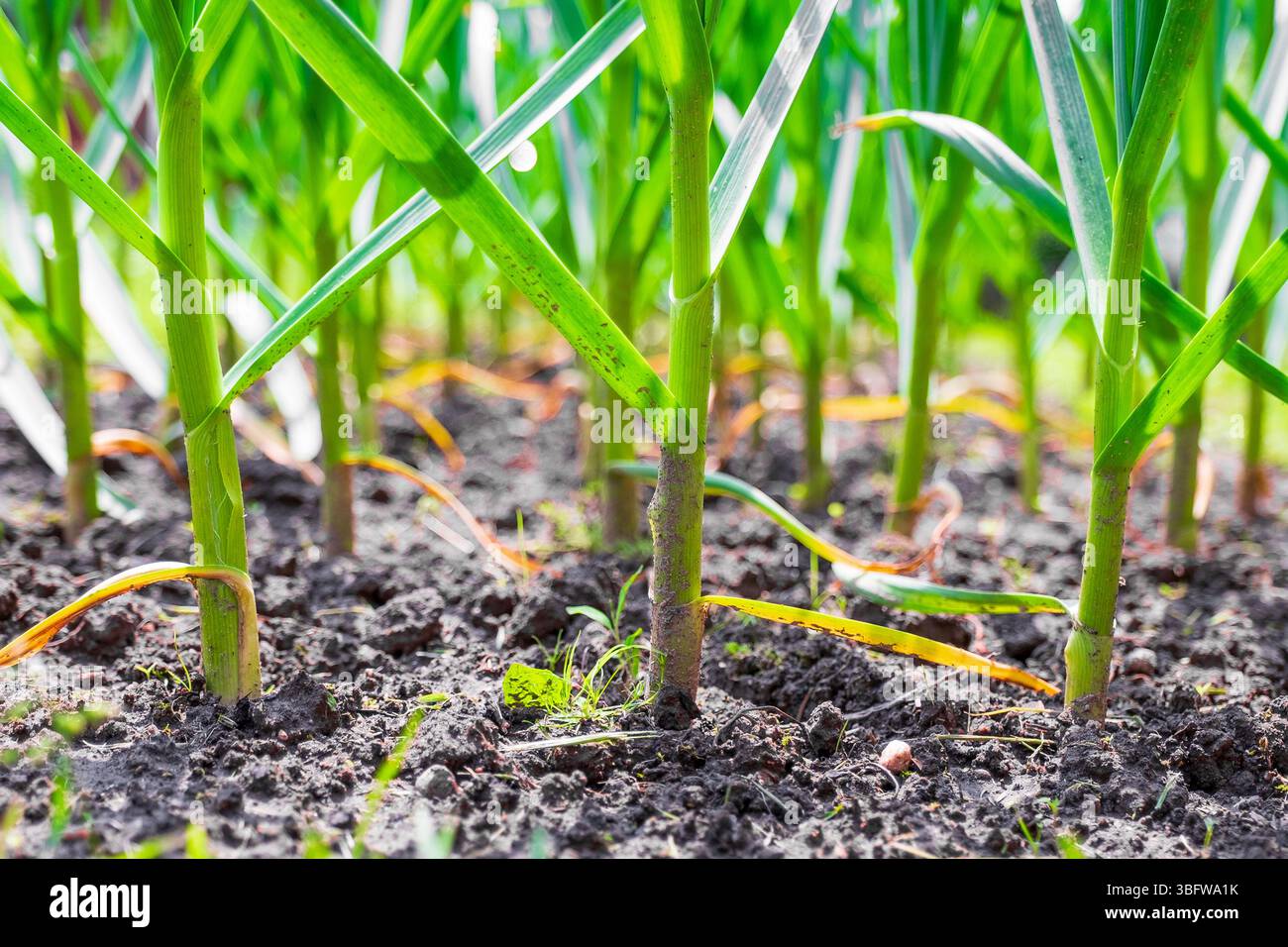 Garlic. Garlic plants in a row on the bed in the vegetable garden Stock ...