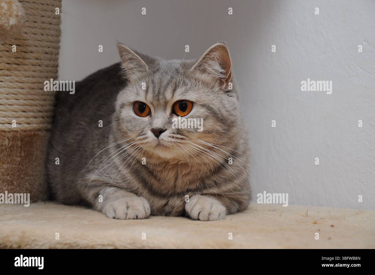 British shorthair cute cat with brown eyes on scratcher Stock Photo - Alamy