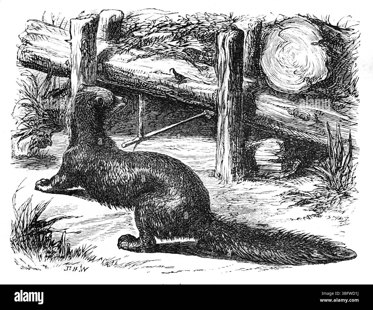 Animal trap engraving Black and White Stock Photos & Images - Alamy