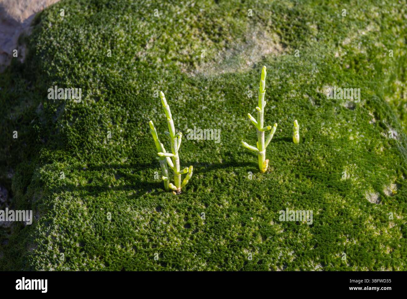 Salicornia europaea, also called common glasswort, growing on a rock ...