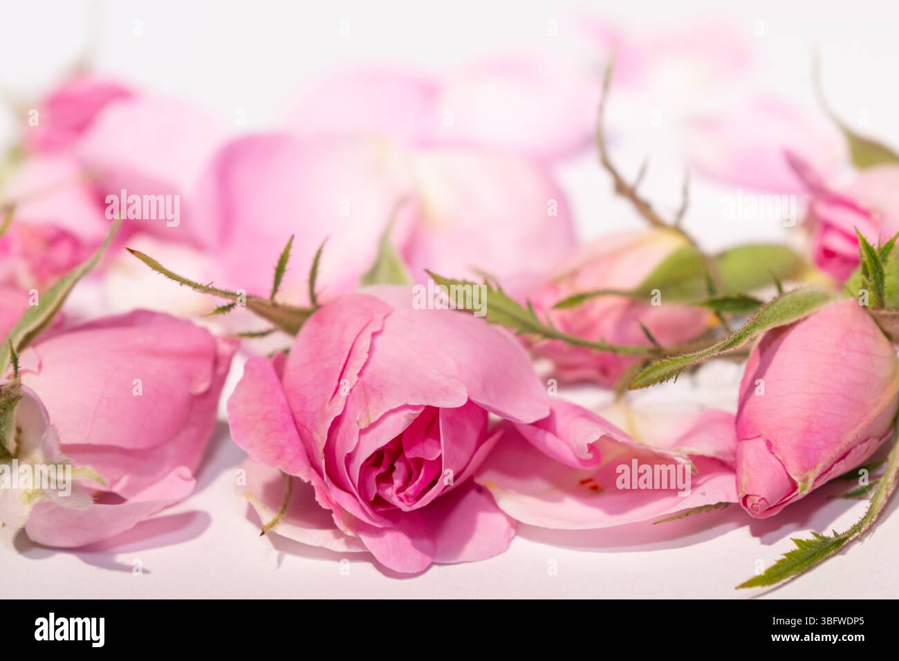 Tree form roses hi-res stock photography and images - Alamy