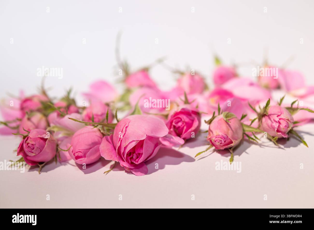 Tree form roses hi-res stock photography and images - Alamy