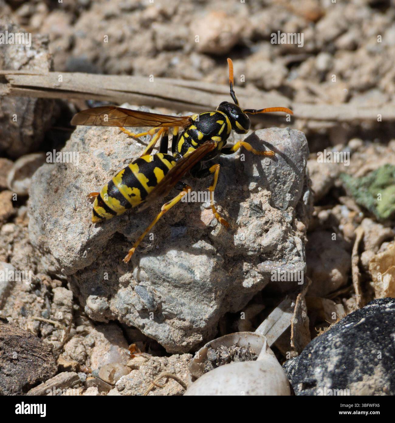 Polistes gallicus, French Paper Wasp Stock Photo - Alamy