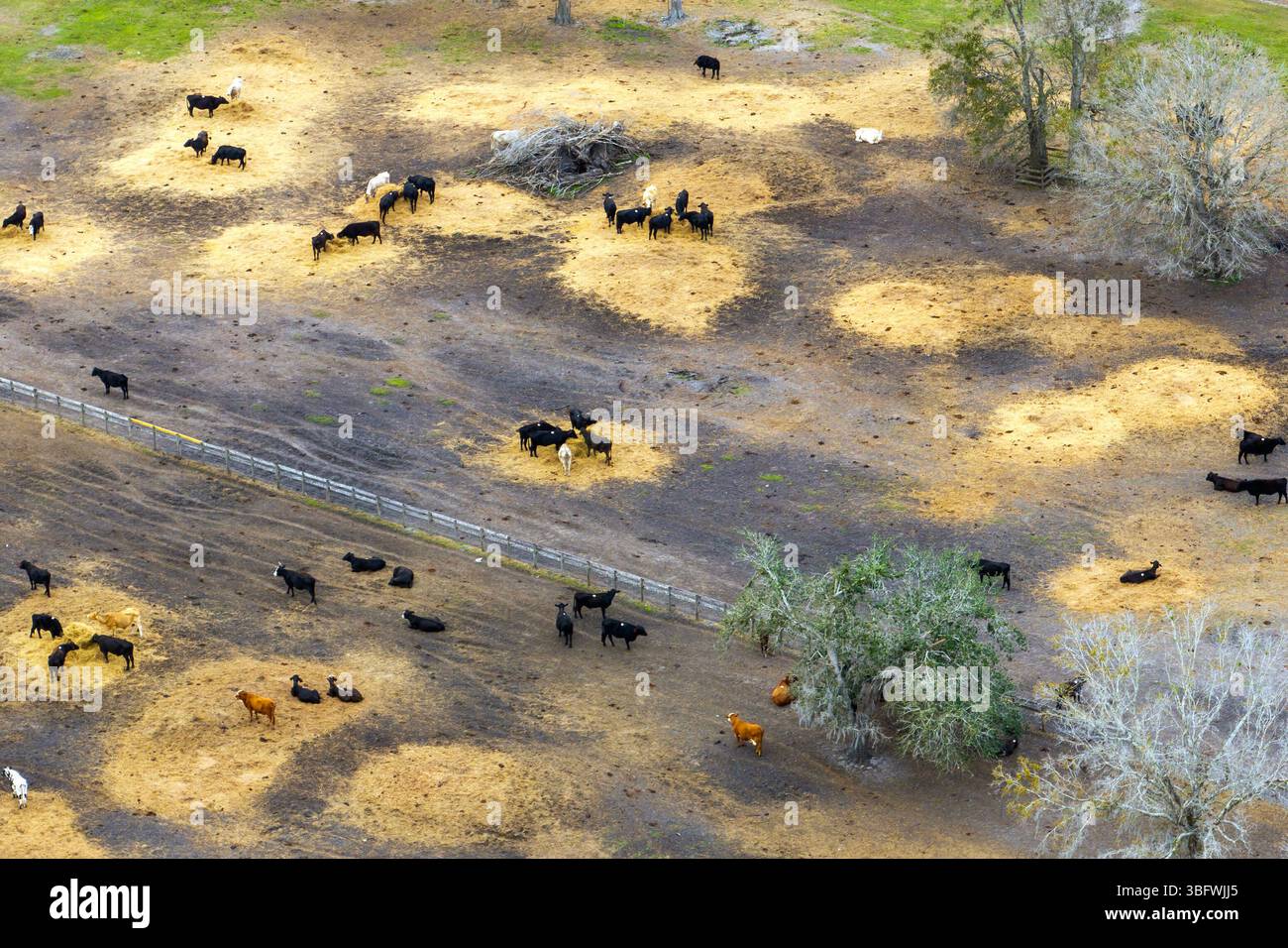 Cattle stockyard with meat cows. Feeding of livestock on farm feedlot ...