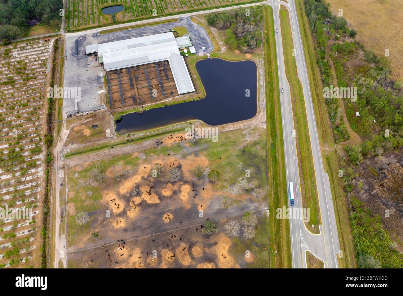 Commercial cattle stockyard with meat cows in rural Florida. Feeding of ...