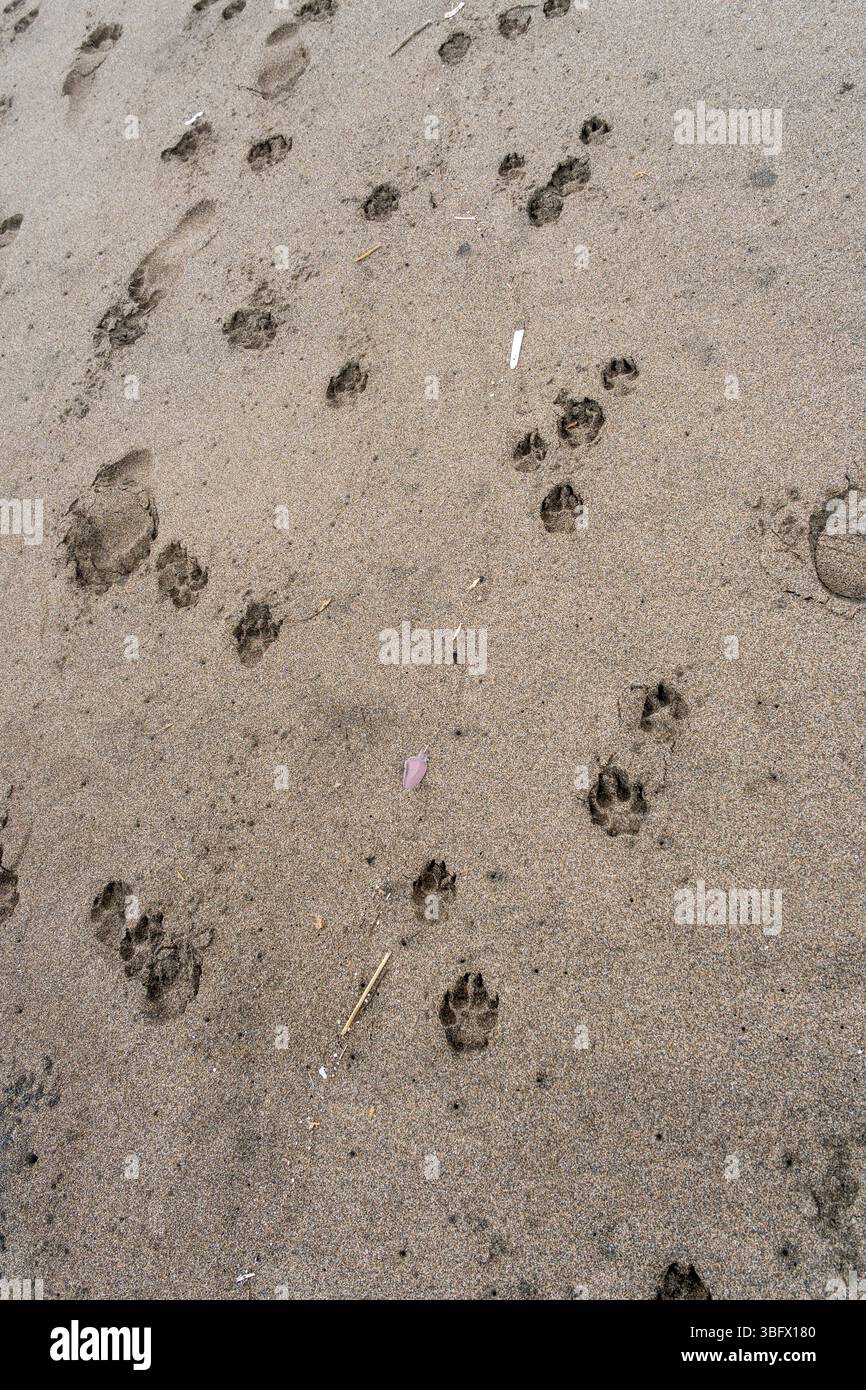 Beach with a lot of dog footprints in the sand. The footprints are of ...