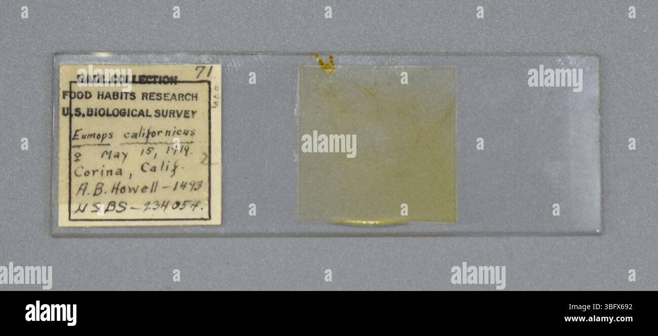 A box containing glass slides with animal hair samples from various ...