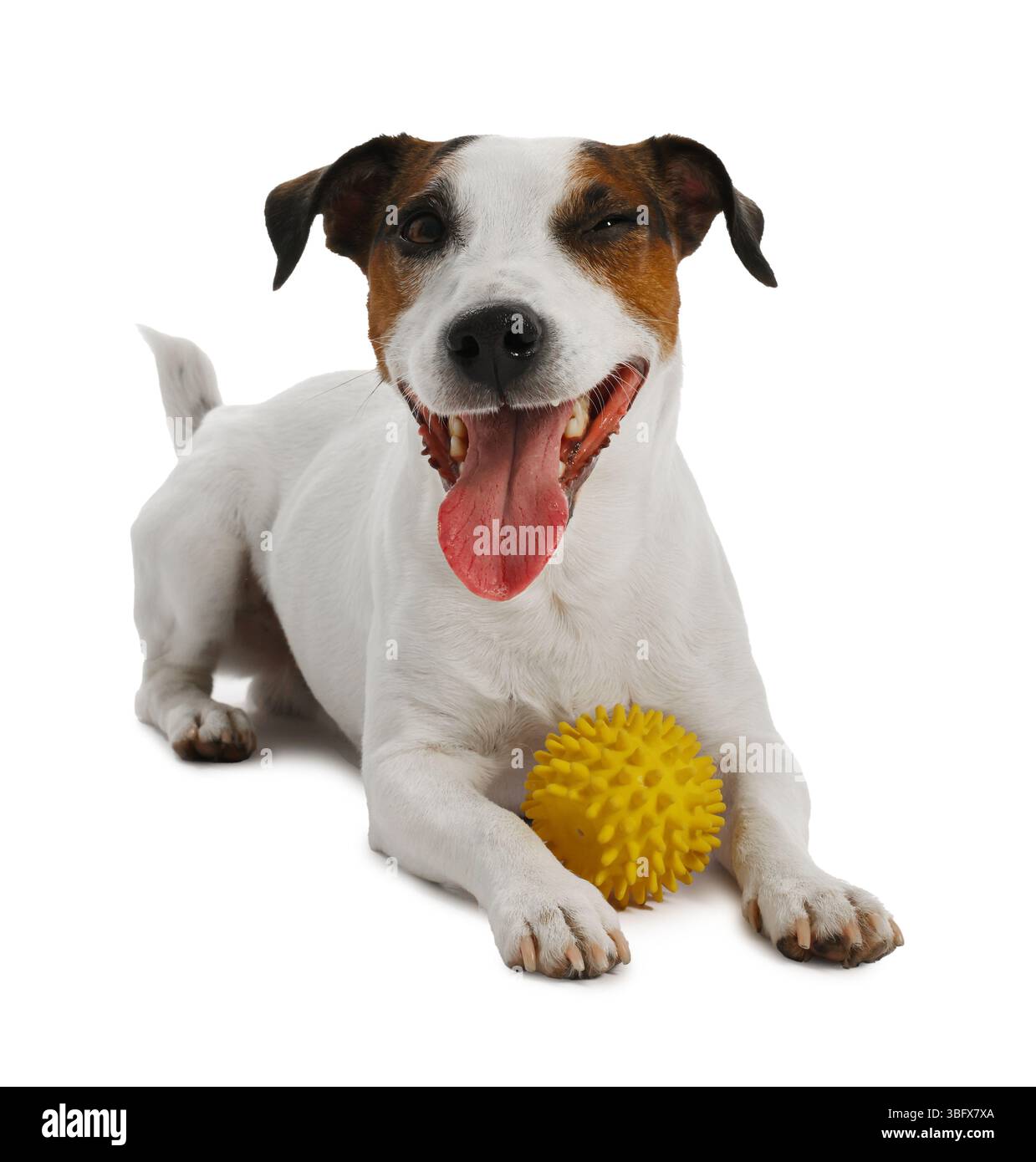 Pet owner training on Cut Out Stock Images & Pictures - Alamy