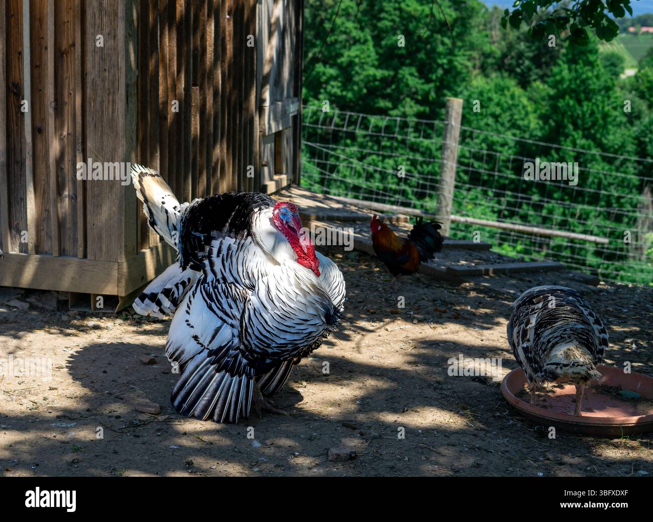 Turkey country farming hi-res stock photography and images - Alamy