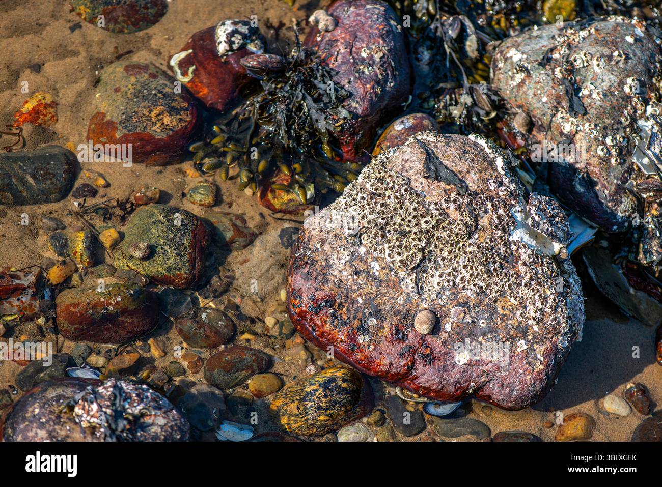 A highly detailed macro photograph capturing Balanus sp. barnacles ...