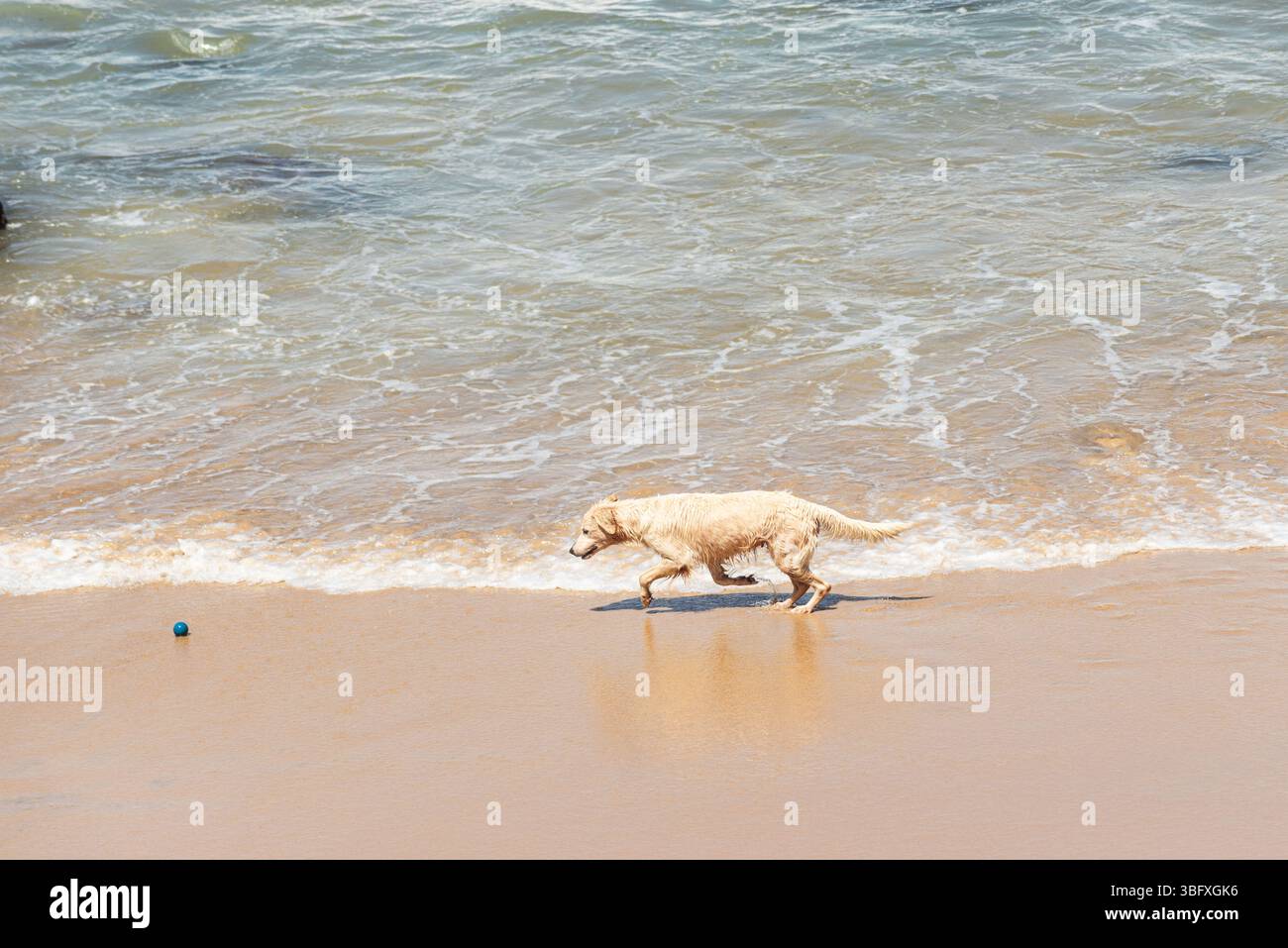 A wet white dog having fun on the edge of a beach with small waves. Pet ...