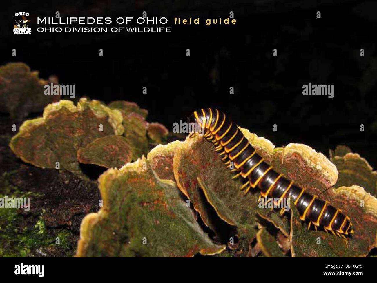Field guide arthropod hi-res stock photography and images - Alamy
