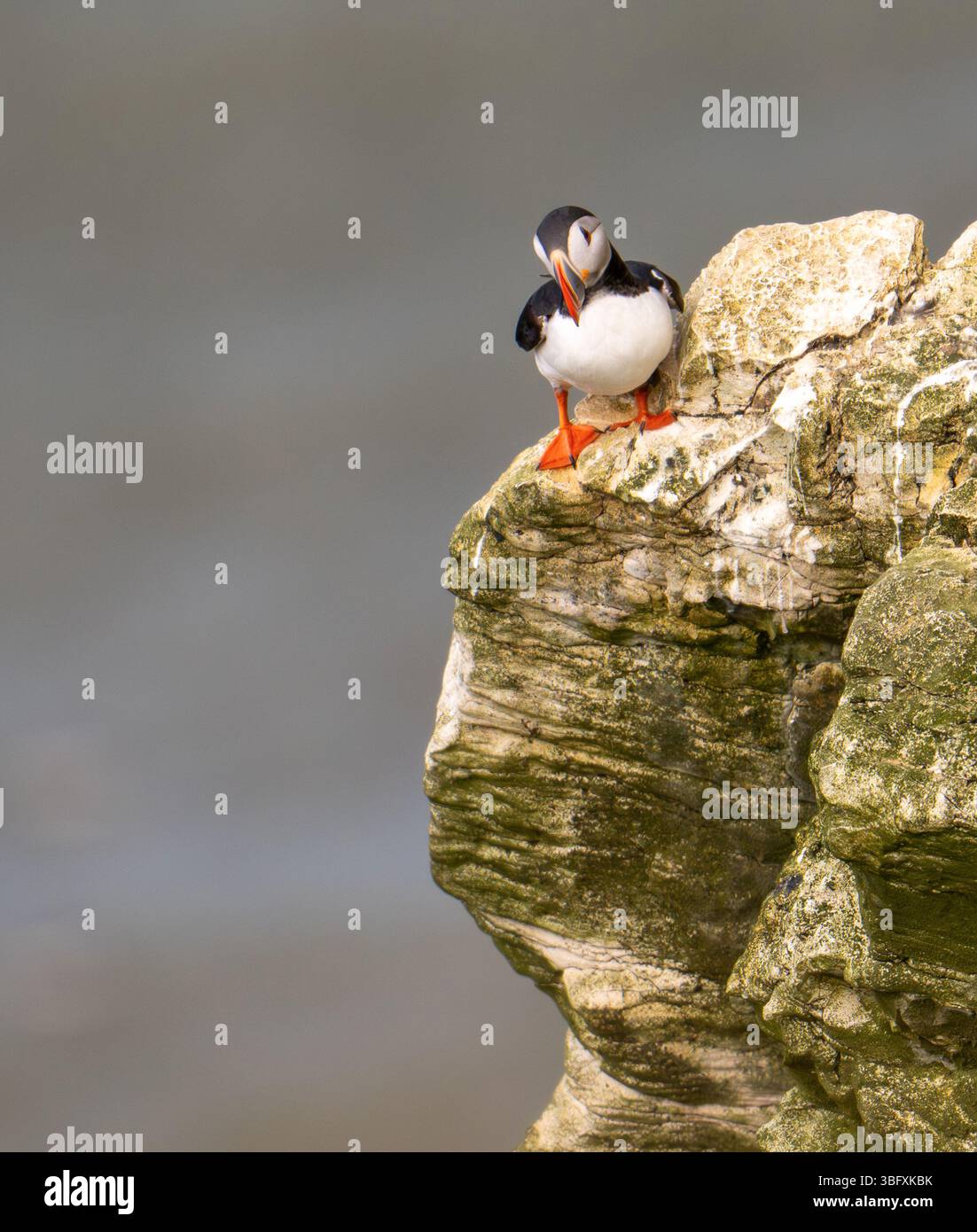 A single puffin on a ledge over the sea Stock Photo - Alamy