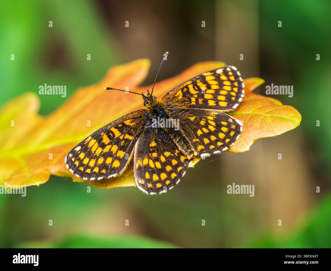 Woodmans follower butterfly hi-res stock photography and images - Alamy