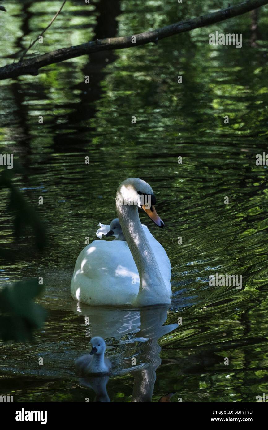 Cygent hi-res stock photography and images - Alamy