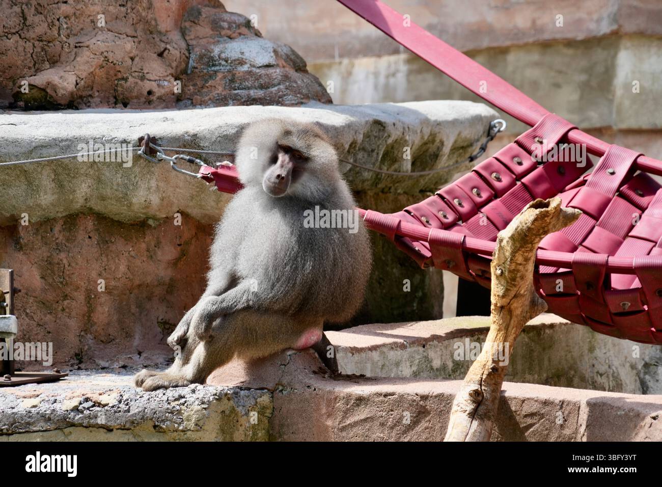 Hamadryas baboon papio family hi-res stock photography and images - Alamy