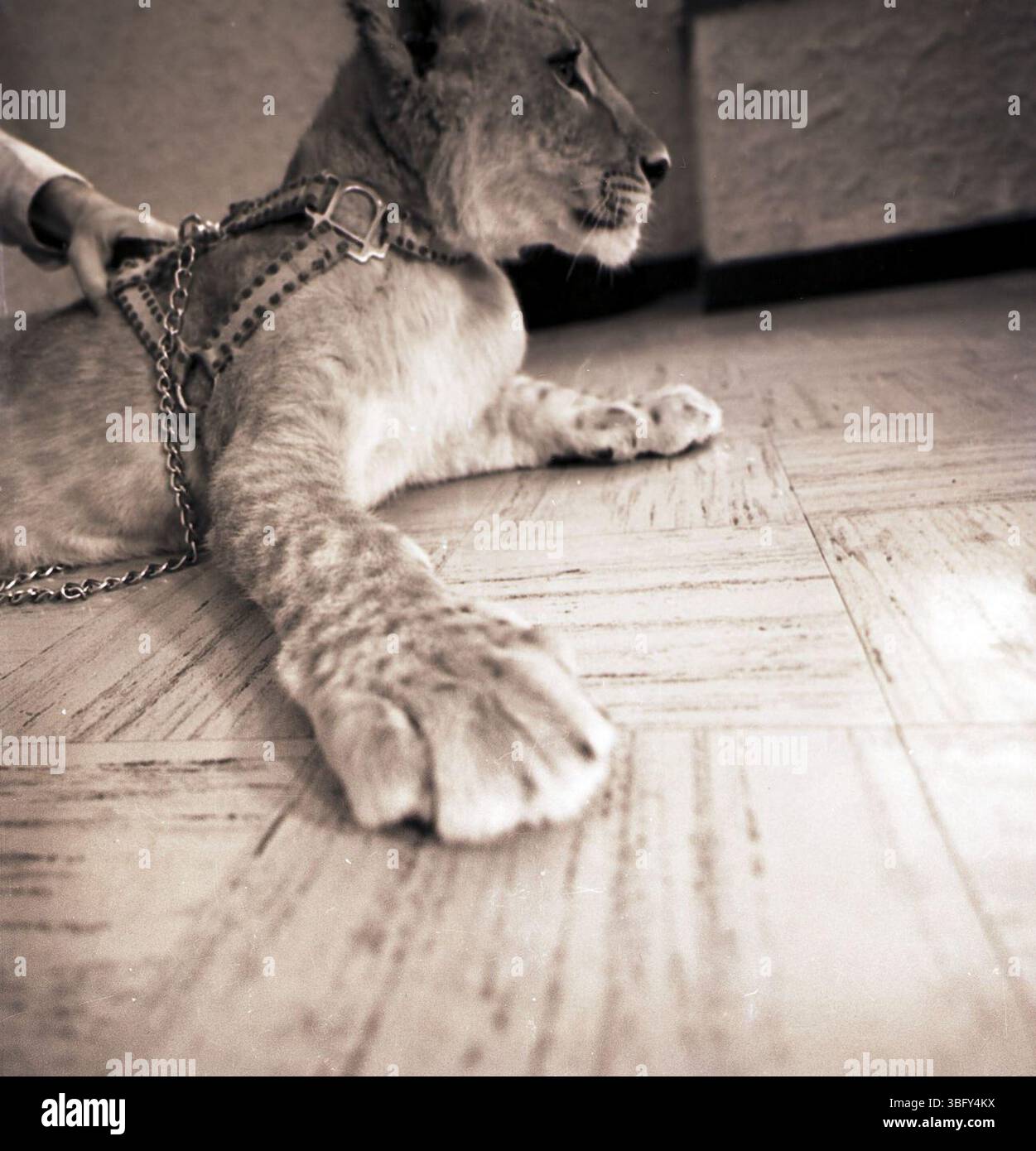 This image shows a lion cub at the Columbus Zoo, capturing the early ...