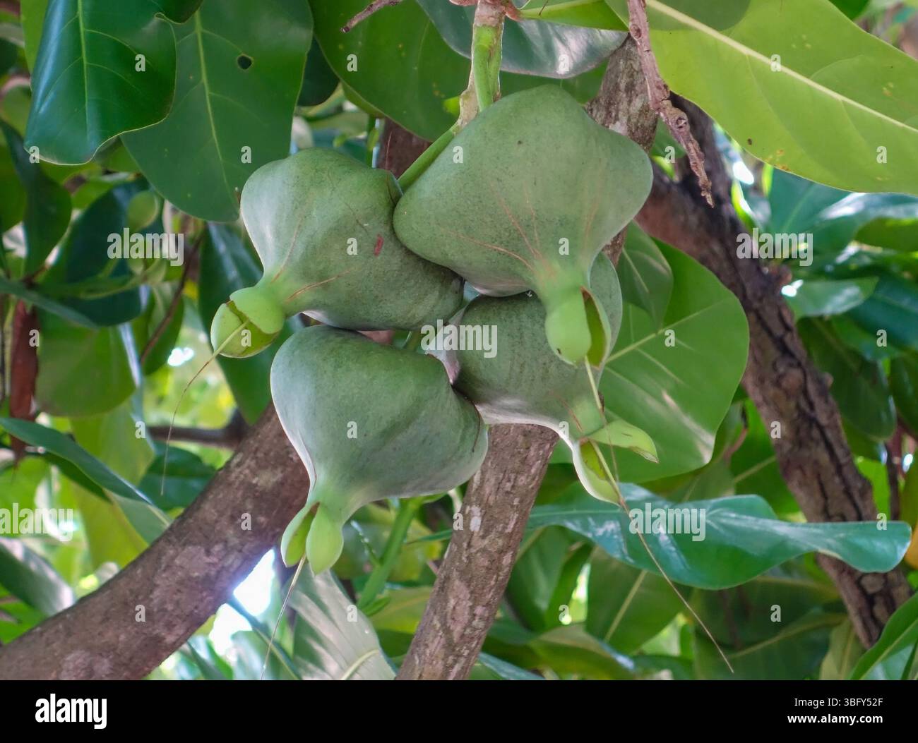 Beach barringtonia hi-res stock photography and images - Alamy
