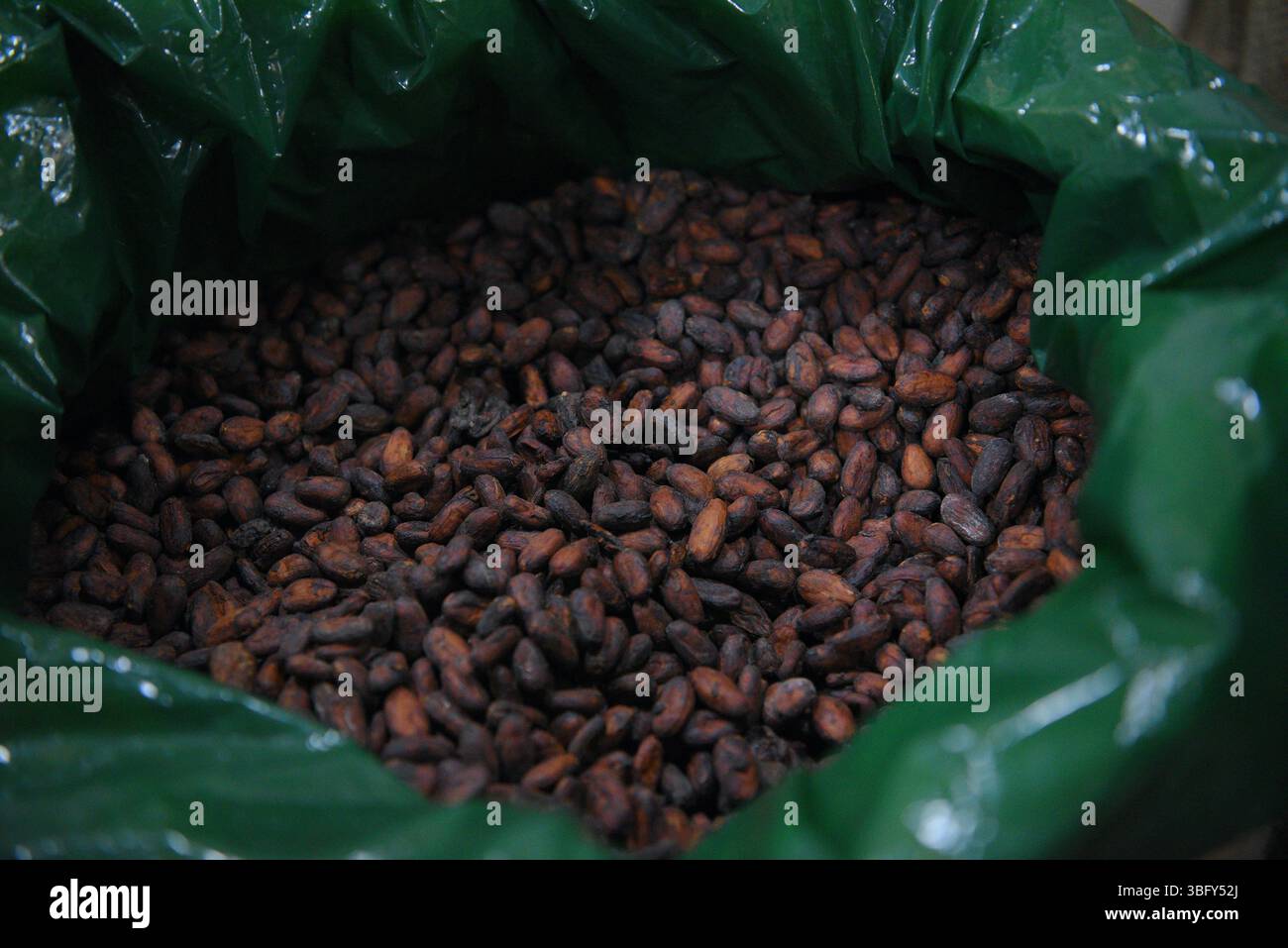 Dried cocoa beans in hi-res stock photography and images - Alamy