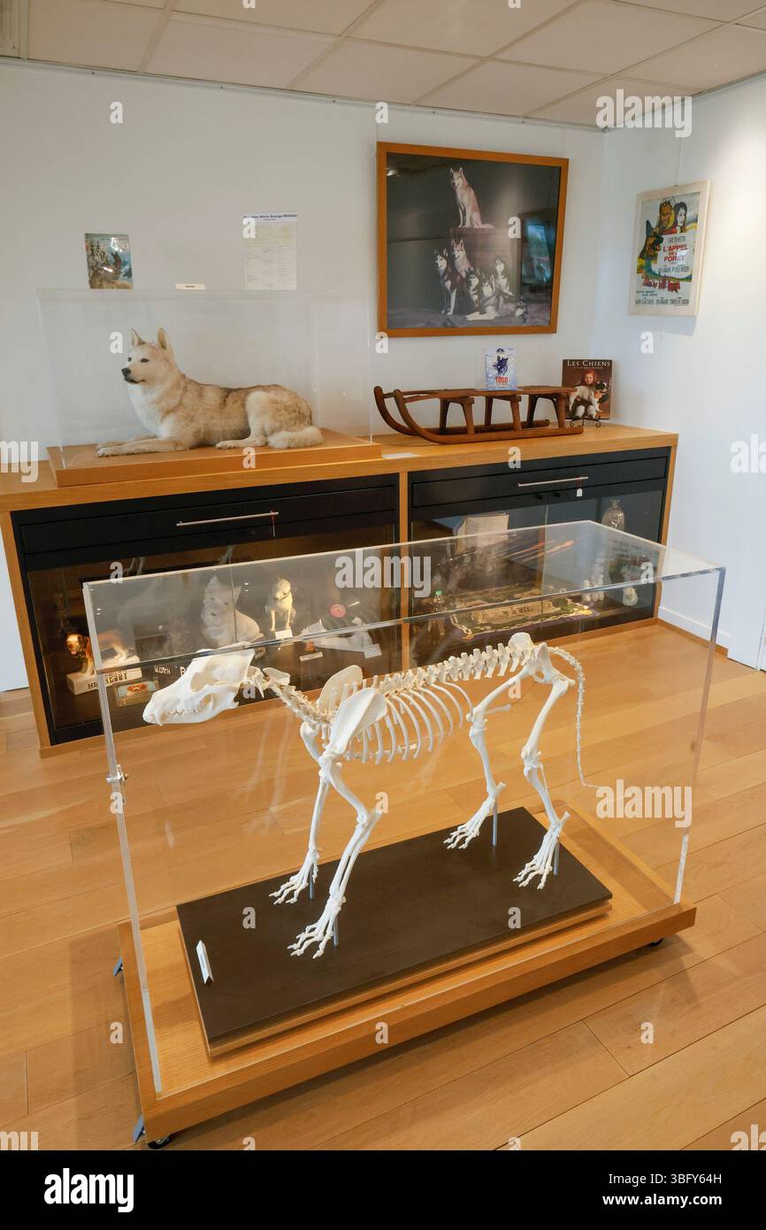 DOG MUSEUM AUBERVILLIERS FRANCE Stock Photo - Alamy