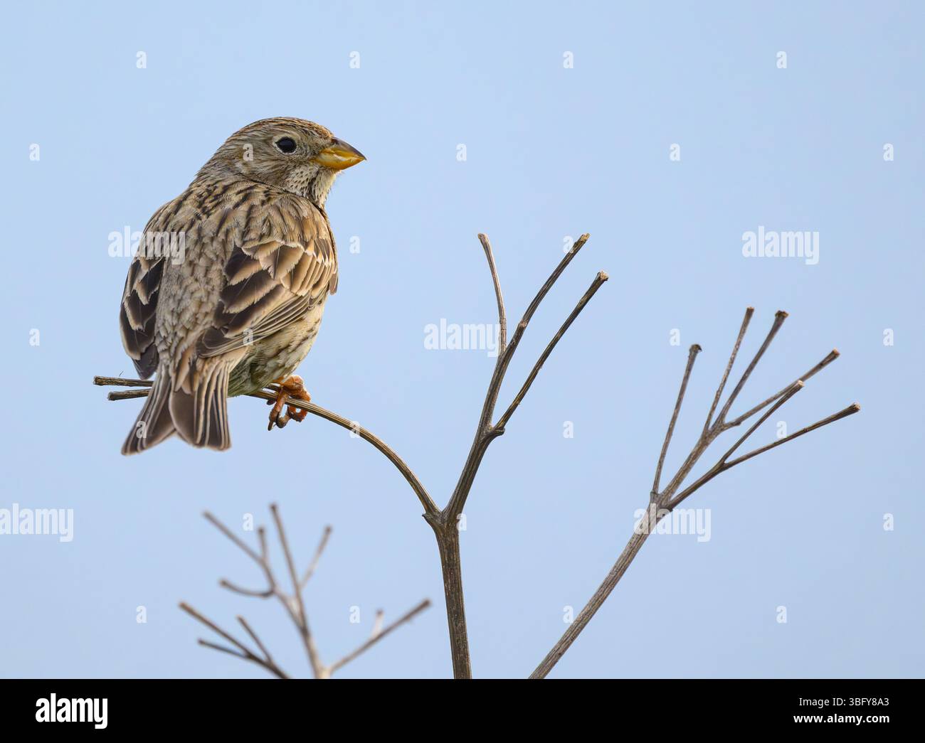 Sieversdorf, Germany. 01st June, 2025. A corn bunting (Emberiza ...