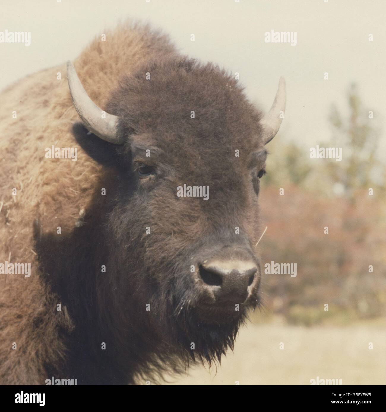 Photographs featuring buffalo in their habitats at the Columbus Zoo ...