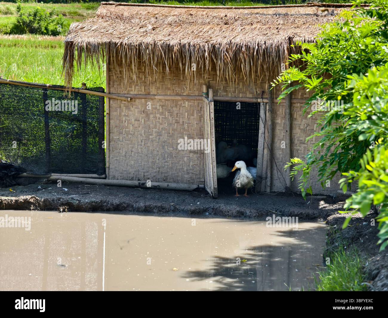 A traditional bamboo hut with a thatched roof, used as a duck shelter by the paddy field Stock ...