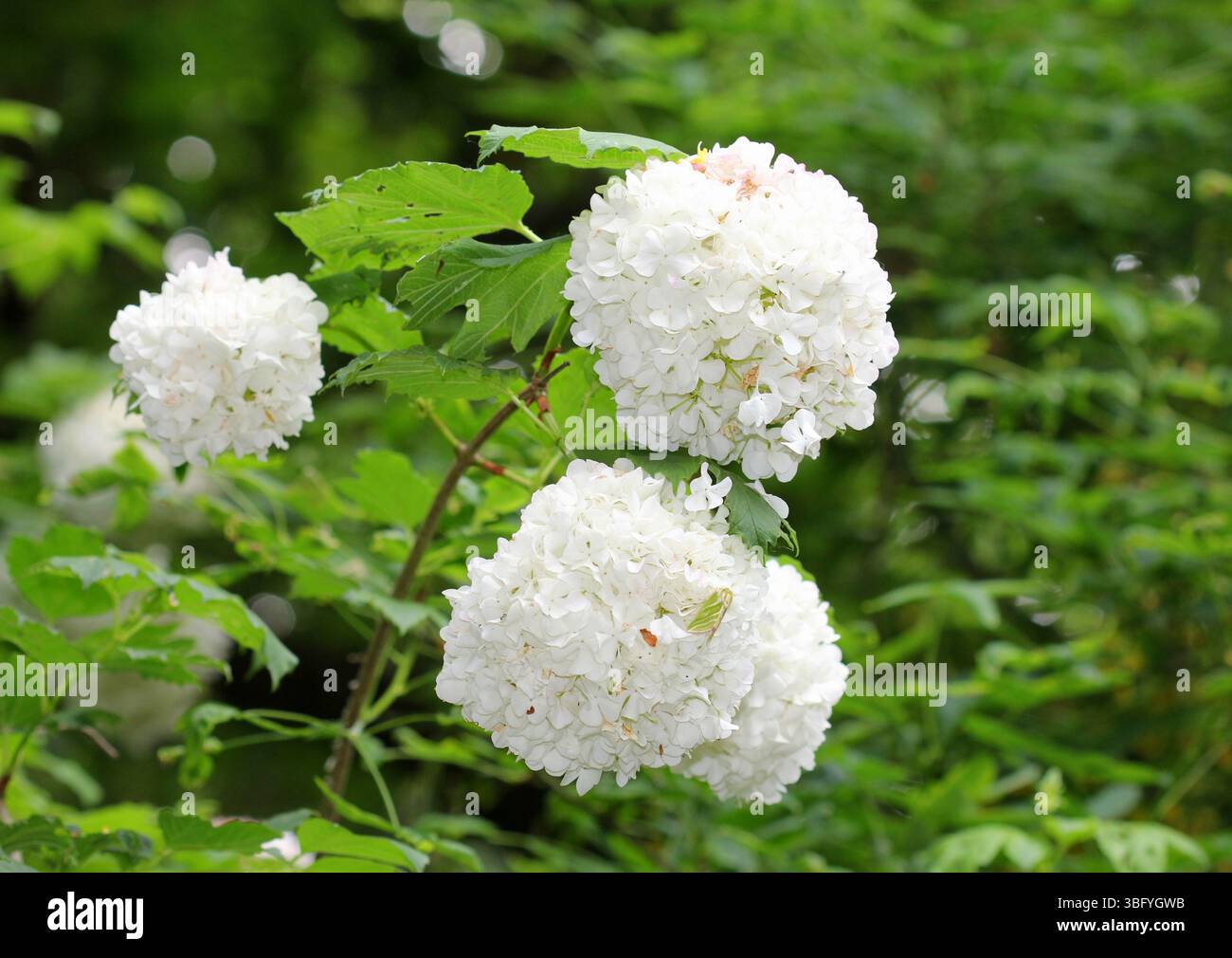 A close up of the Snowball tree, Viburnum opulus Sterile Stock Photo ...