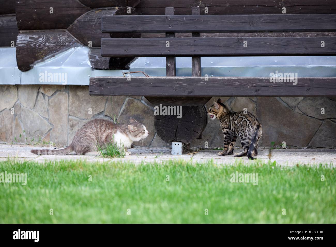 A gray tabby cat and a Bengal kitten face off under a bench. Both cats ...