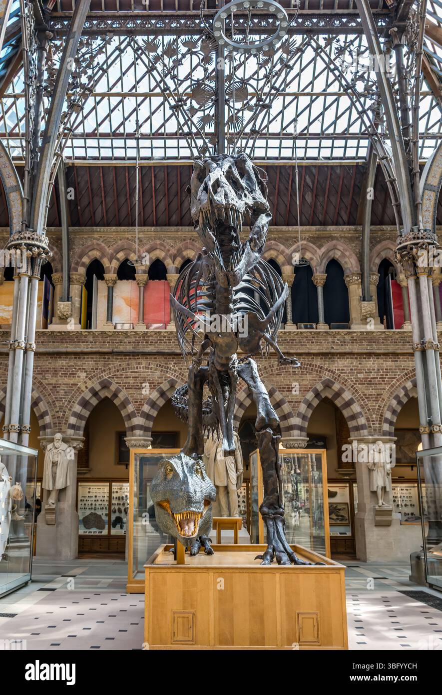 T Rex dinosaur skeleton on display, Oxford University Museum of Natural ...