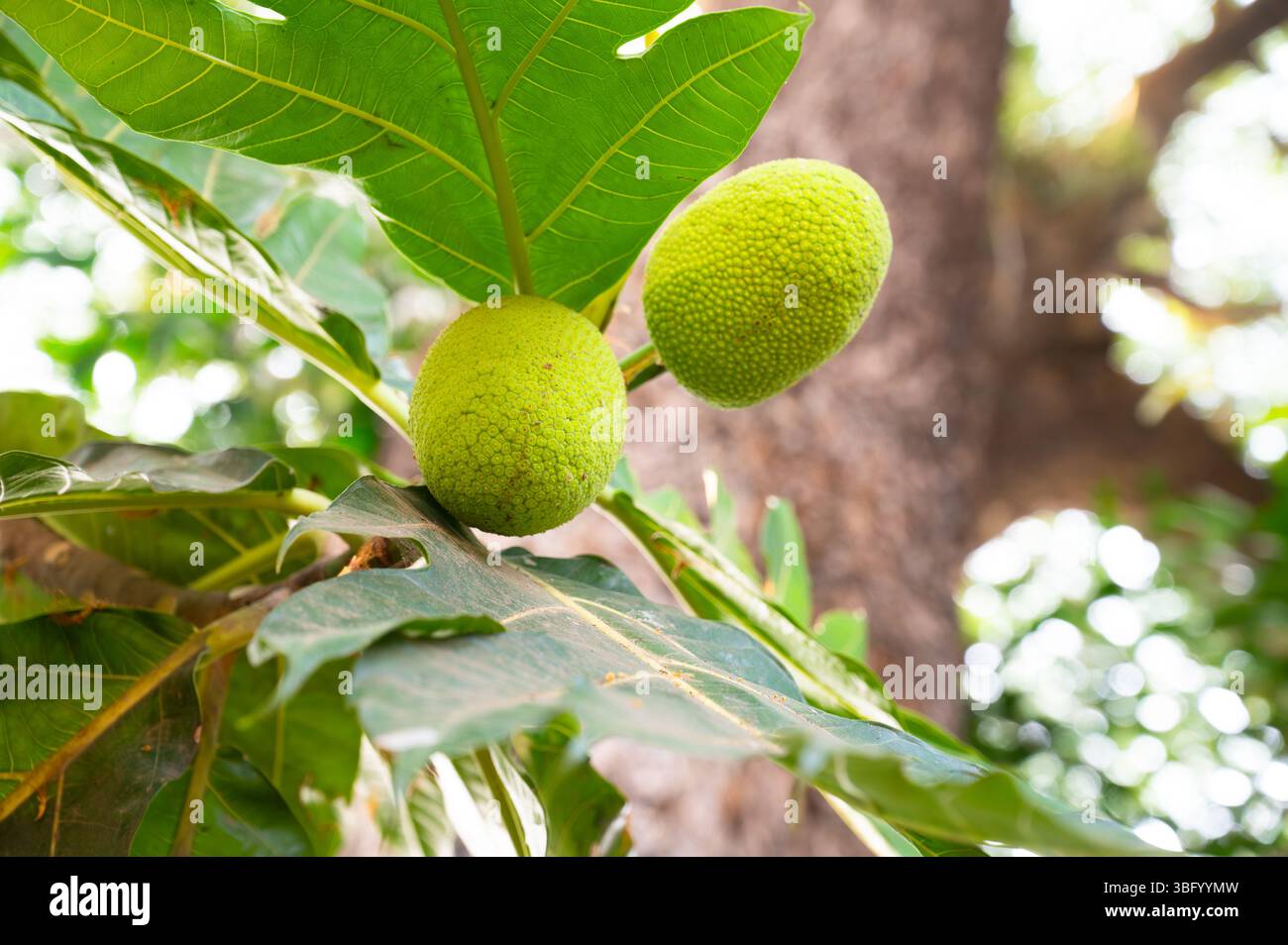Breadfruit Tree, Artocarpus Altilis, Jackfruit Family, Tropical Fruit ...