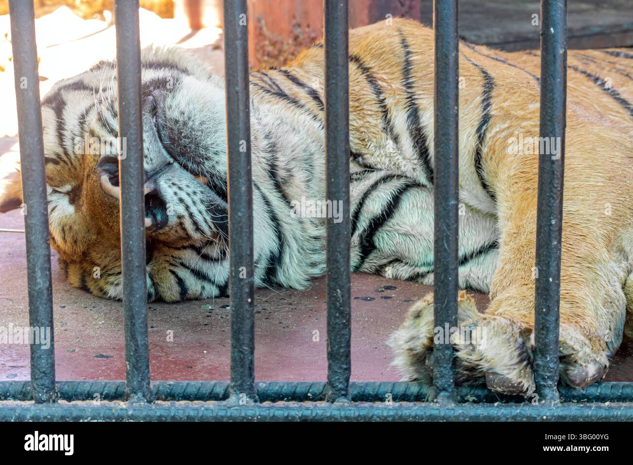 Sleeping tiger in a cage Stock Photo - Alamy