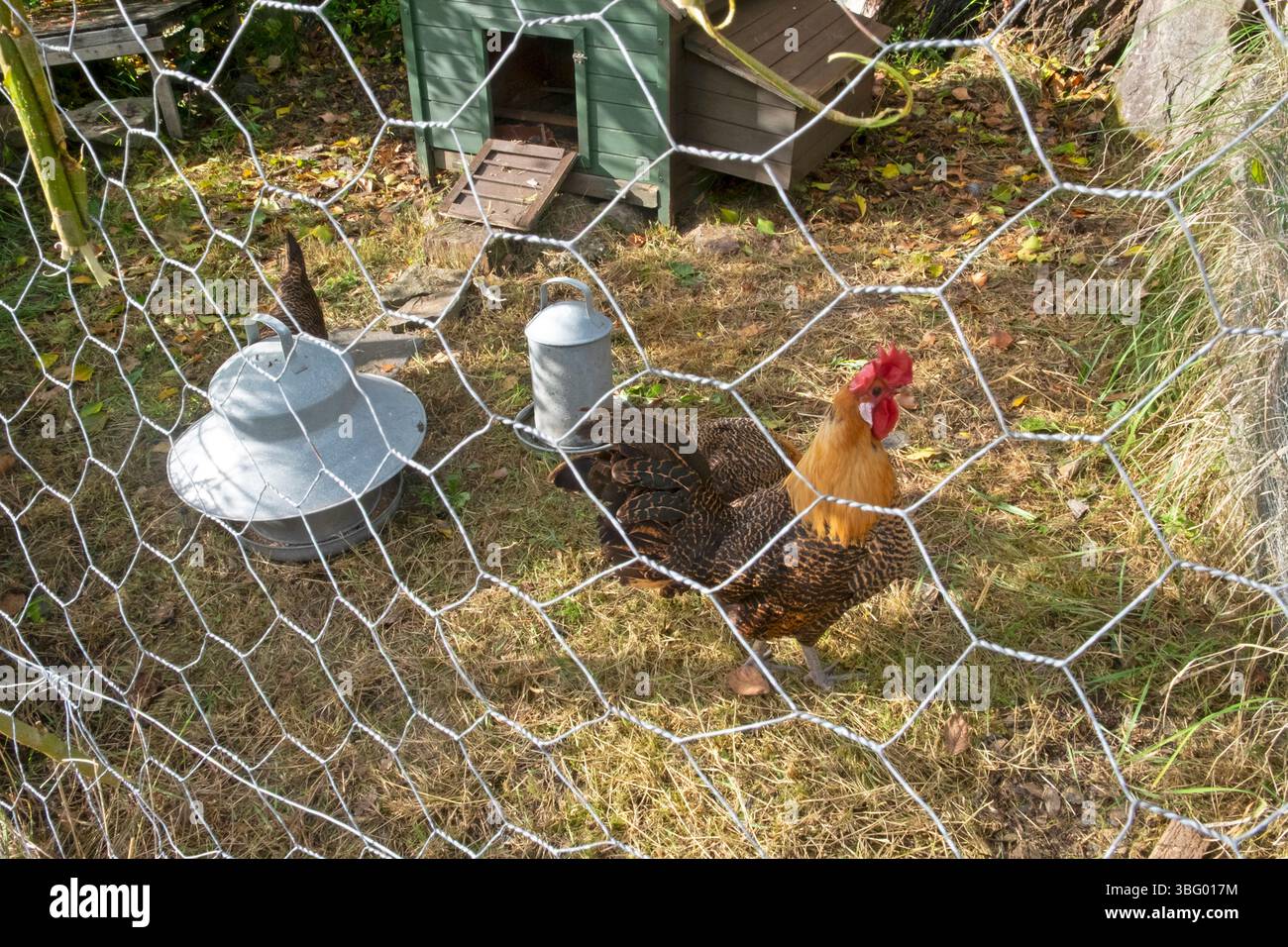 Golden Gold Campine Belgian rare breed cockerel rooster chicken in an ...